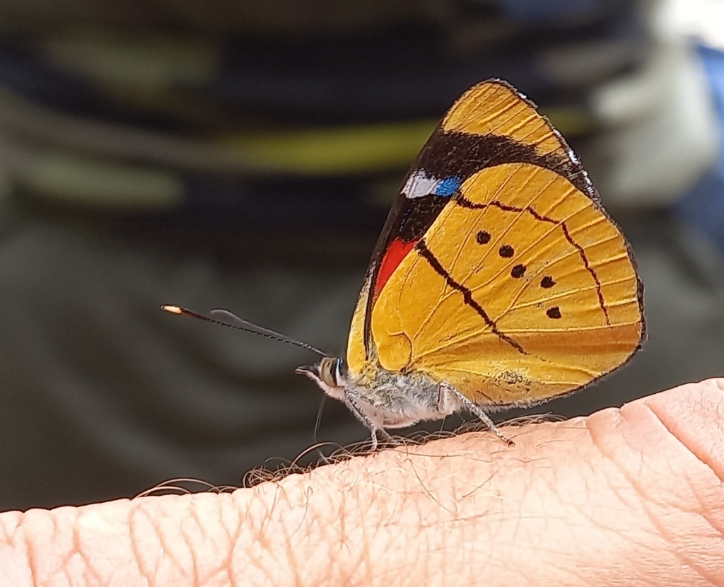 Vague Numberwings from Salento, Quindío, Colombia on August 18, 2022 at ...