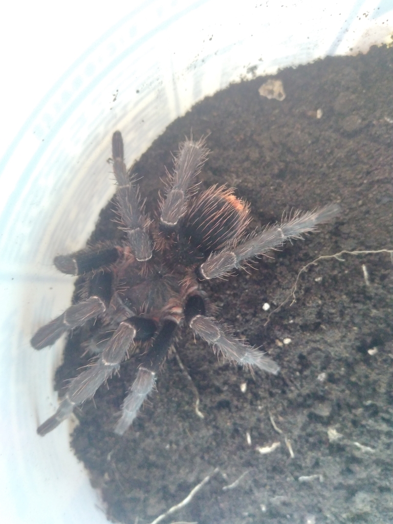 Theraphosine Tarantulas from La Empalizada, Guatemala on August 18 ...