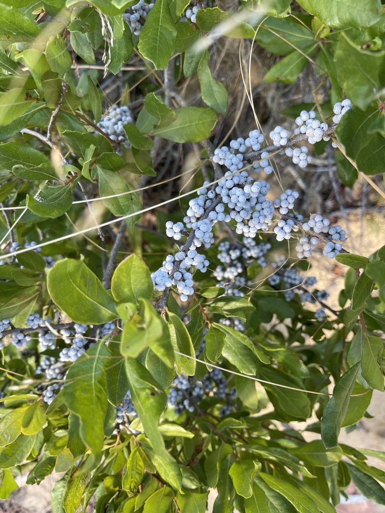 northern bayberry from Salt Works Rd, Eastham, MA, US on August 18 ...