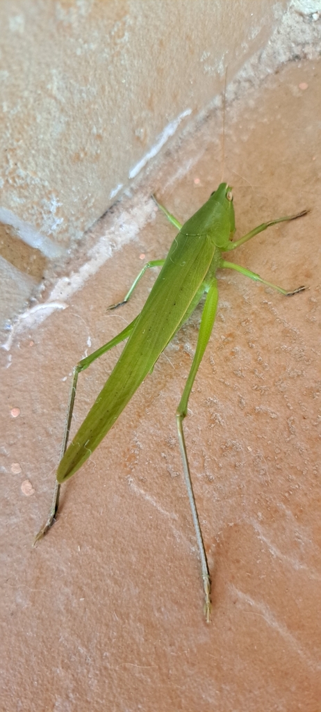 Broad-tipped Conehead from Clayton, Panama City, Panama on August 18 ...