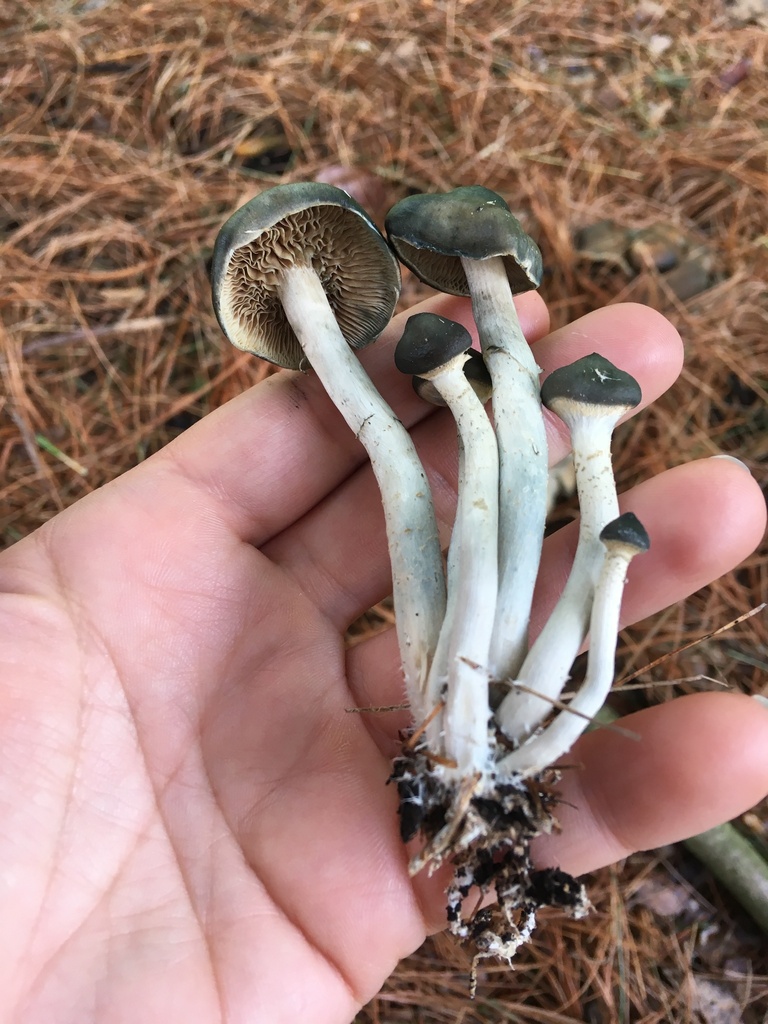 Psychedelic Ovoid Mushroom from Beechwood Farms Nature Reserve, Fox ...
