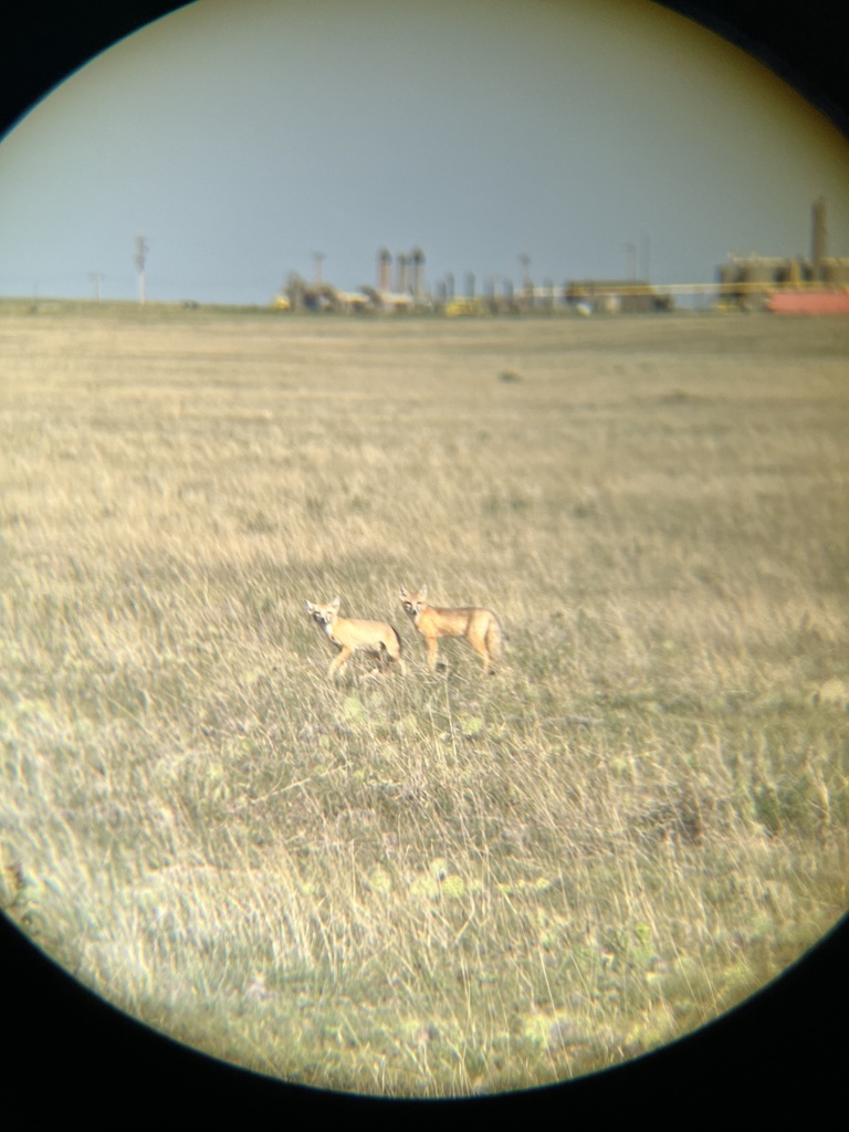 Swift Fox in August 2022 by Qi Ao Wei · iNaturalist
