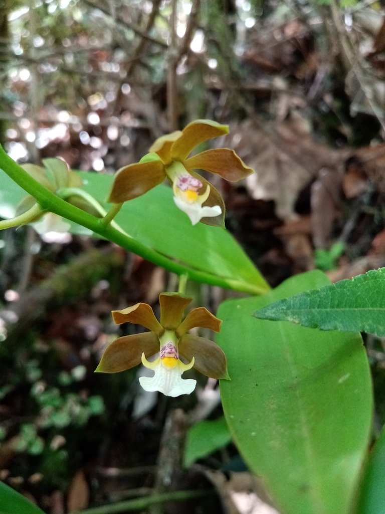 Prosthechea varicosa from 71010 Oax., México on August 18, 2022 at 12: ...