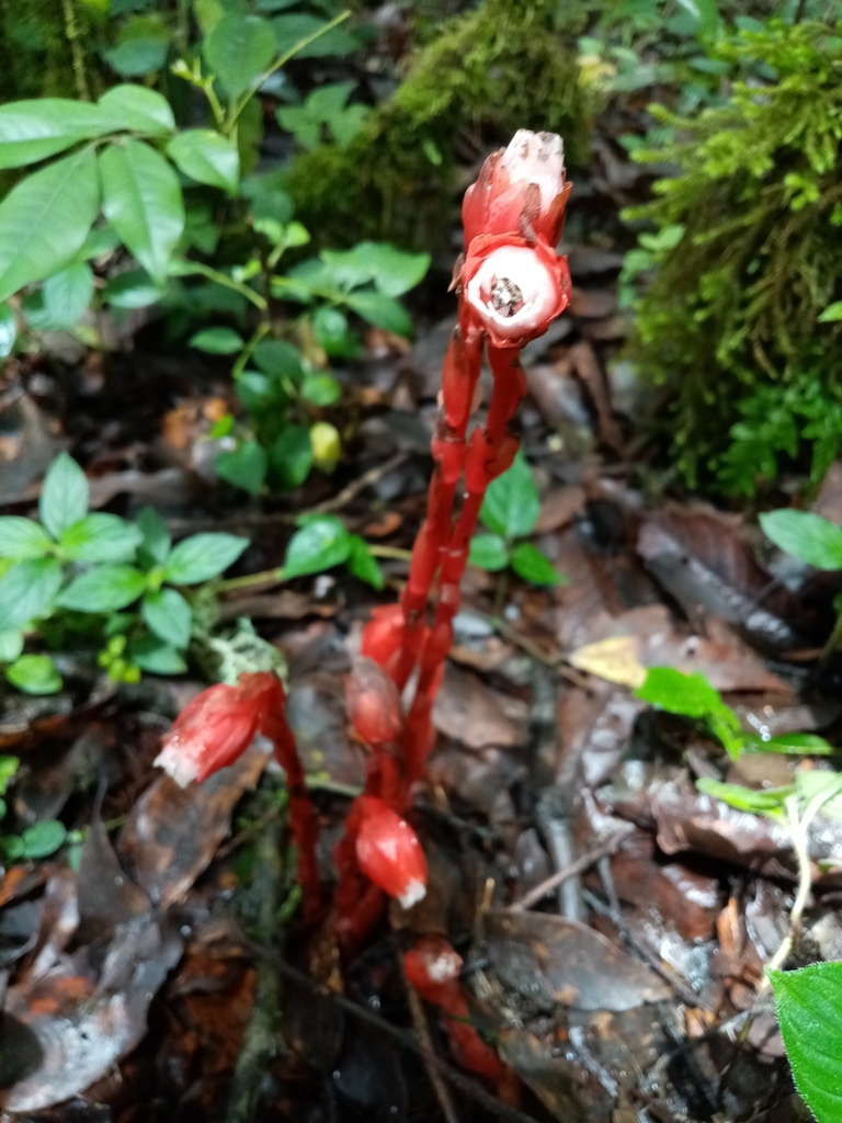 red Indian pipe from 71010 Oax., México on August 18, 2022 at 12:32 PM by Ded villa · iNaturalist