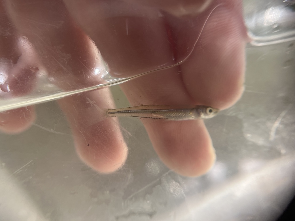 Brook Silverside from English Landing Park, Parkville, MO, US on August ...