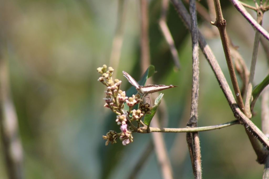 Synargis calyce from 17500, Peru on August 18, 2022 at 01:13 PM by ...