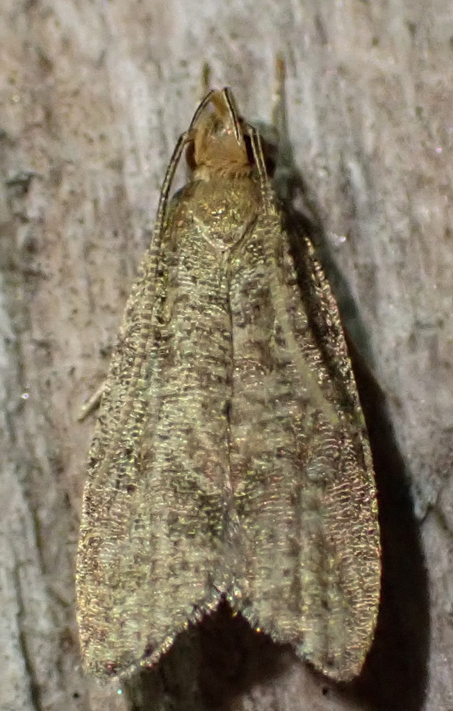 Oak Leaftier Moth from Washington County, VT, USA on August 16, 2022 at ...