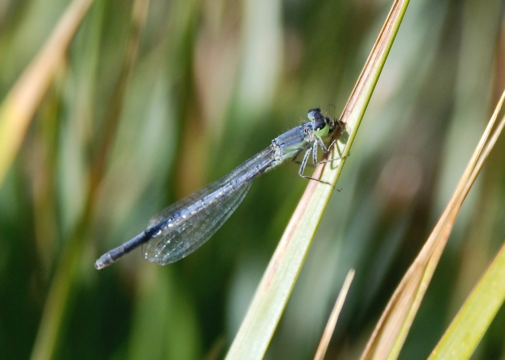 Western Forktail (Dragonflies and Damselflies of San Mateo County ...