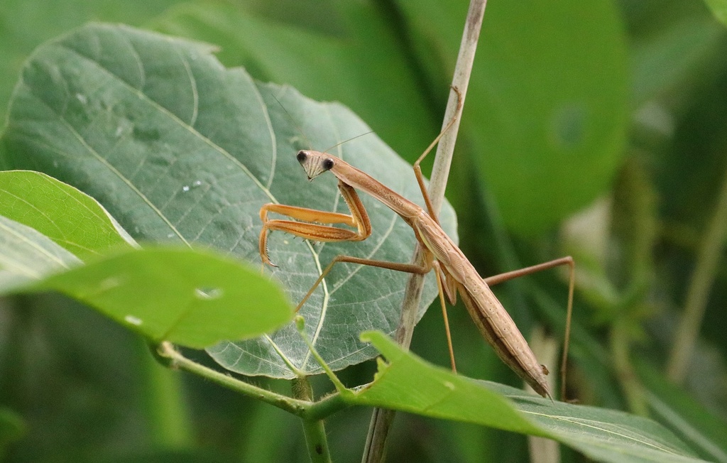 Mantids from Arahari, Ritto, Shiga 520-3003, Japão on August 19, 2022 ...