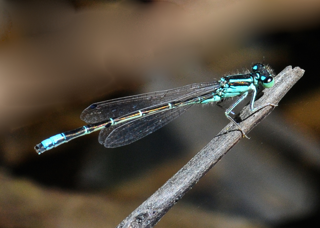 Western Forktail (Dragonflies and Damselflies of San Mateo County ...