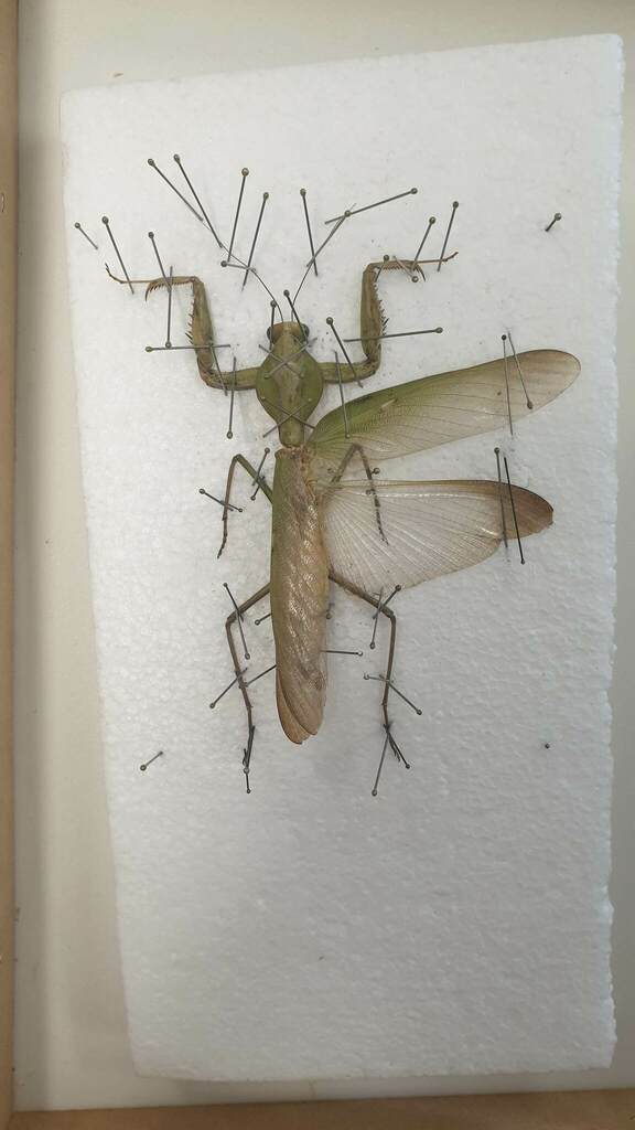 Hooded Horror from Caravonica QLD 4878, Australia on August 11, 2022 at ...