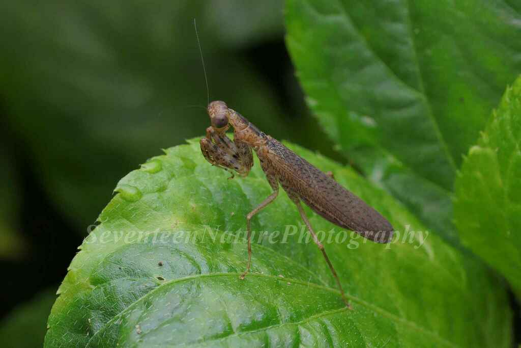 Amantis from 中国云南省西双版纳傣族自治州景洪市 on August 09, 2022 at 11:52 PM by 石柒 · ...