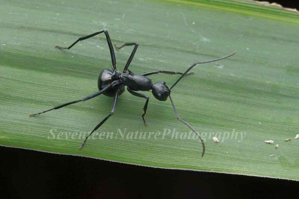 Polyrhachis hippomanes ceylonensis from 中国云南省西双版纳傣族自治州景洪市 on August 09 ...