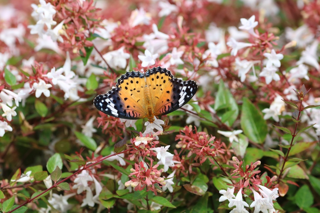 Chinese Tropical Fritillary from Arahari, Ritto, Shiga 520-3003, Japão ...