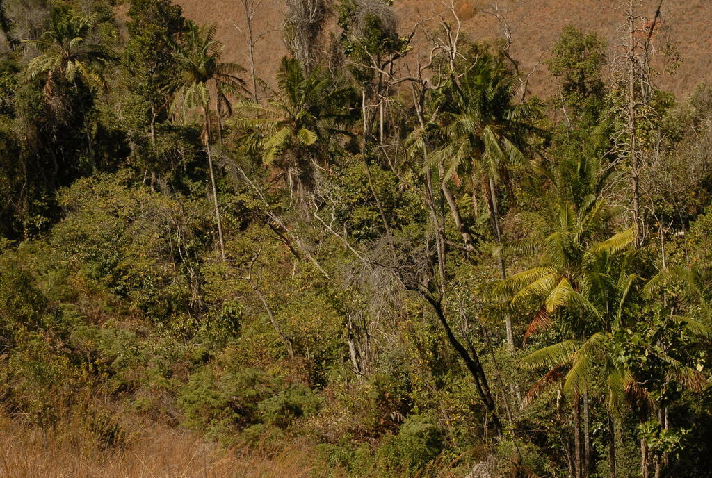 Ravenea madagascariensis from Ankazobe, Madagascar on August 16, 2022 ...