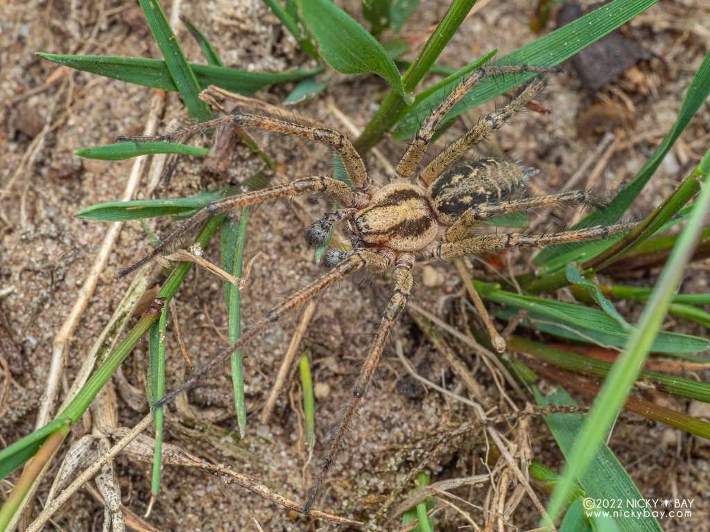 Labyrinth spider from National Park Veluwezoom, Heuvenseweg 5A, 6991 JE ...
