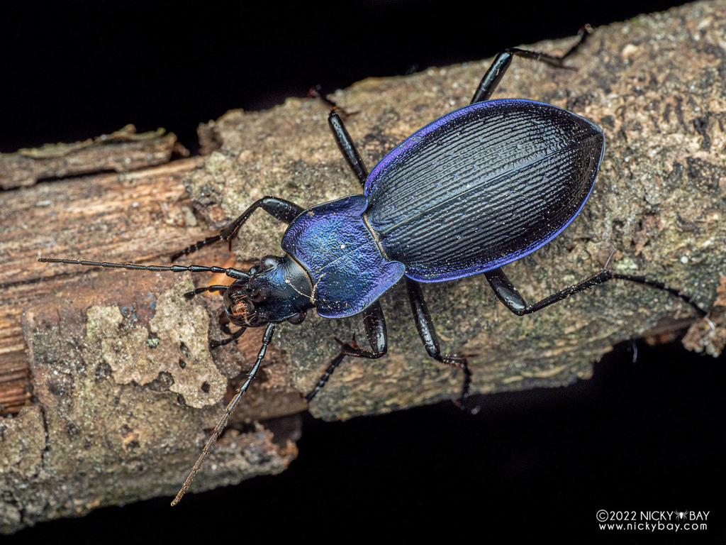 Rough Violet Ground Beetle from National Park Veluwezoom, Heuvenseweg ...