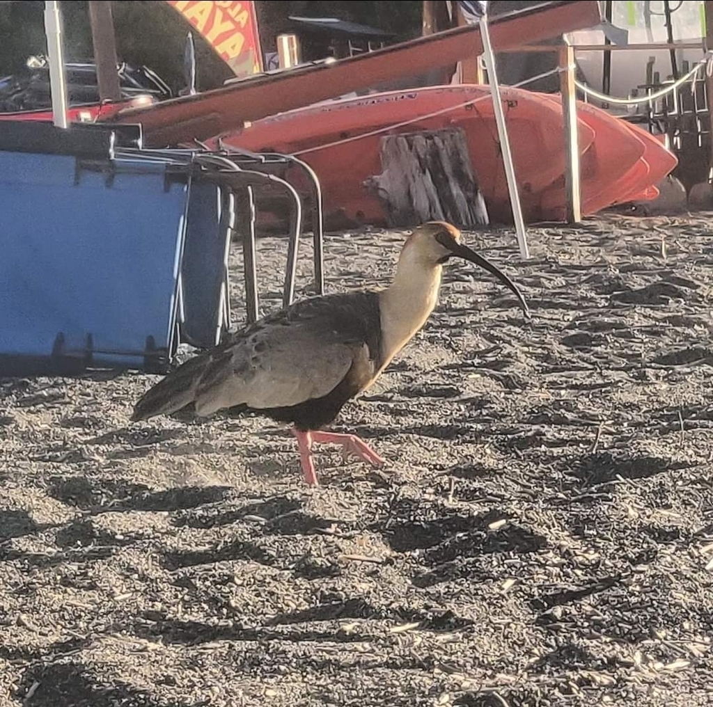 Black-faced Ibis from Argentina on August 19, 2022 at 03:42 PM by Tomer ...