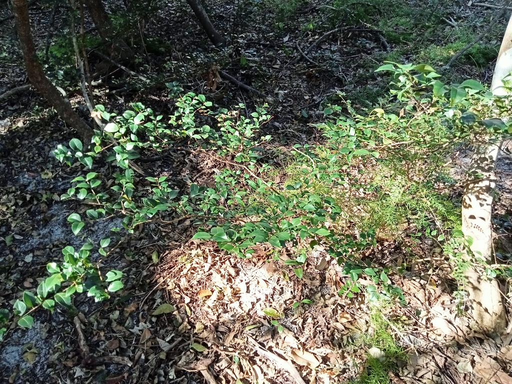 Grey Myrtle in August 2022 by patrick_campbell. Looks like Backhousia ...