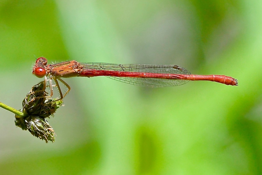 Desert Firetail (Dragonflies and Damselflies of San Mateo County ...
