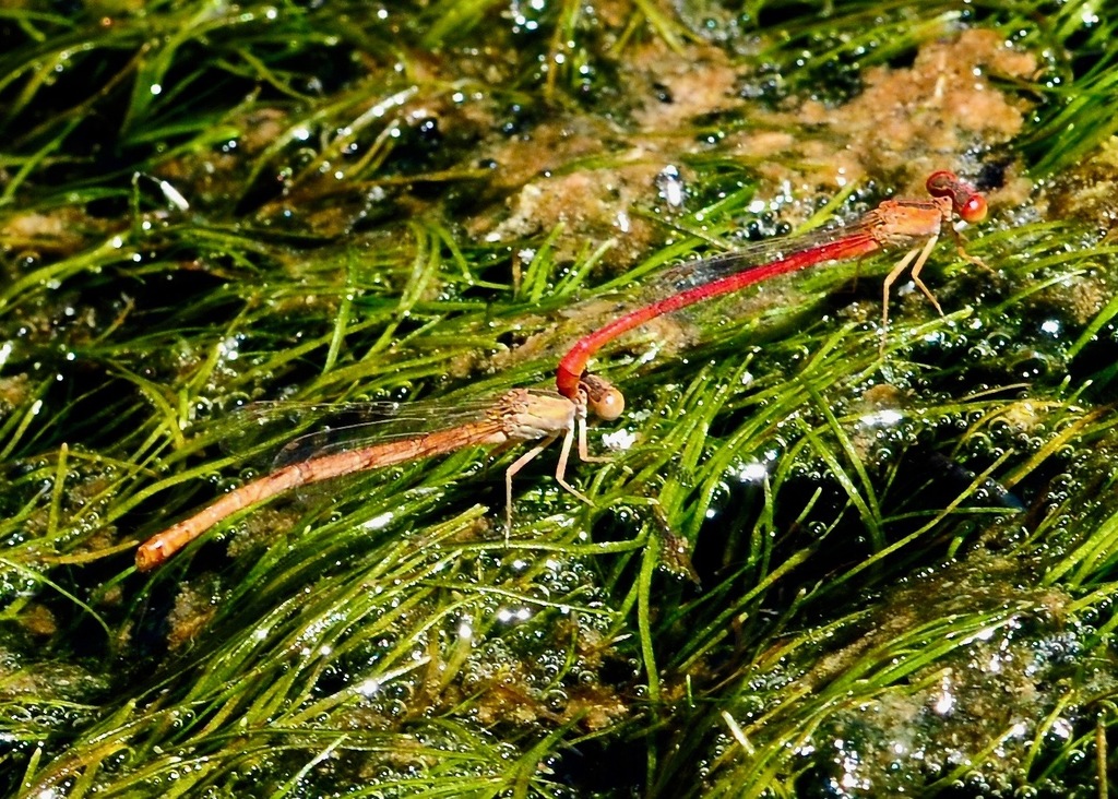Desert Firetail (Dragonflies and Damselflies of San Mateo County ...