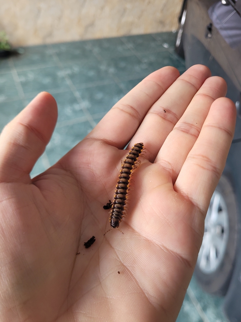Pycnotropis tida from Rua Matamata, 16 - Santa Etelvina, Manaus - AM ...