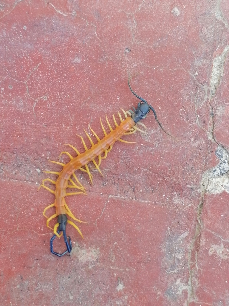 Giant Desert Centipede from El Huarache, Torreón, Durango, México on ...