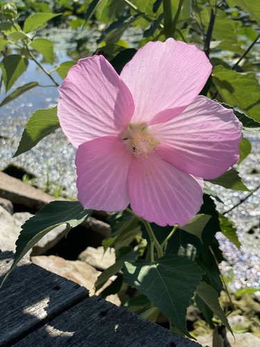 Observations by stephasaurus · iNaturalist