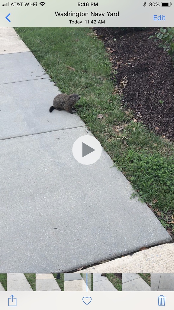Groundhog from Washington Blvd S, Arlington, VA, US on July 31, 2018 at ...