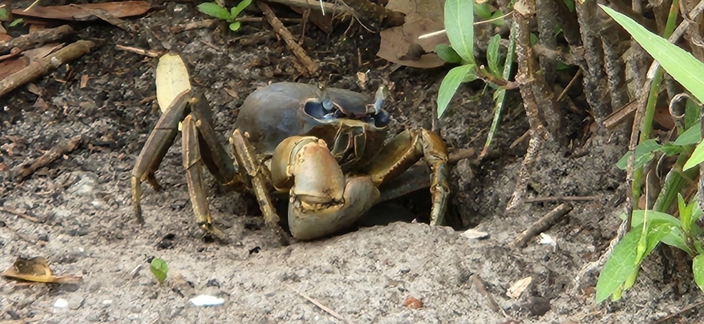 Blue Land Crab from Diamond Causeway & Pinpoint WB, Georgia 31406, USA ...