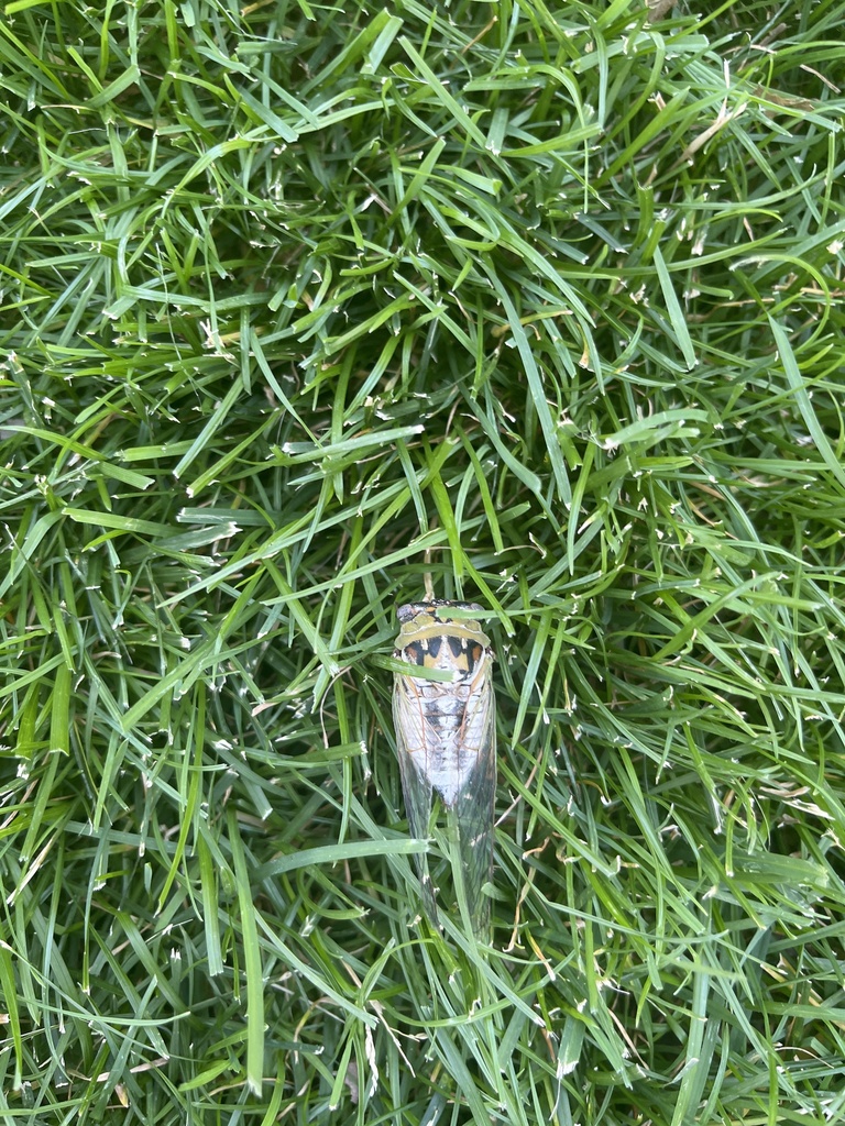 Plains Cicada from E Bentley Cir, Centennial, CO, US on August 19, 2022 ...