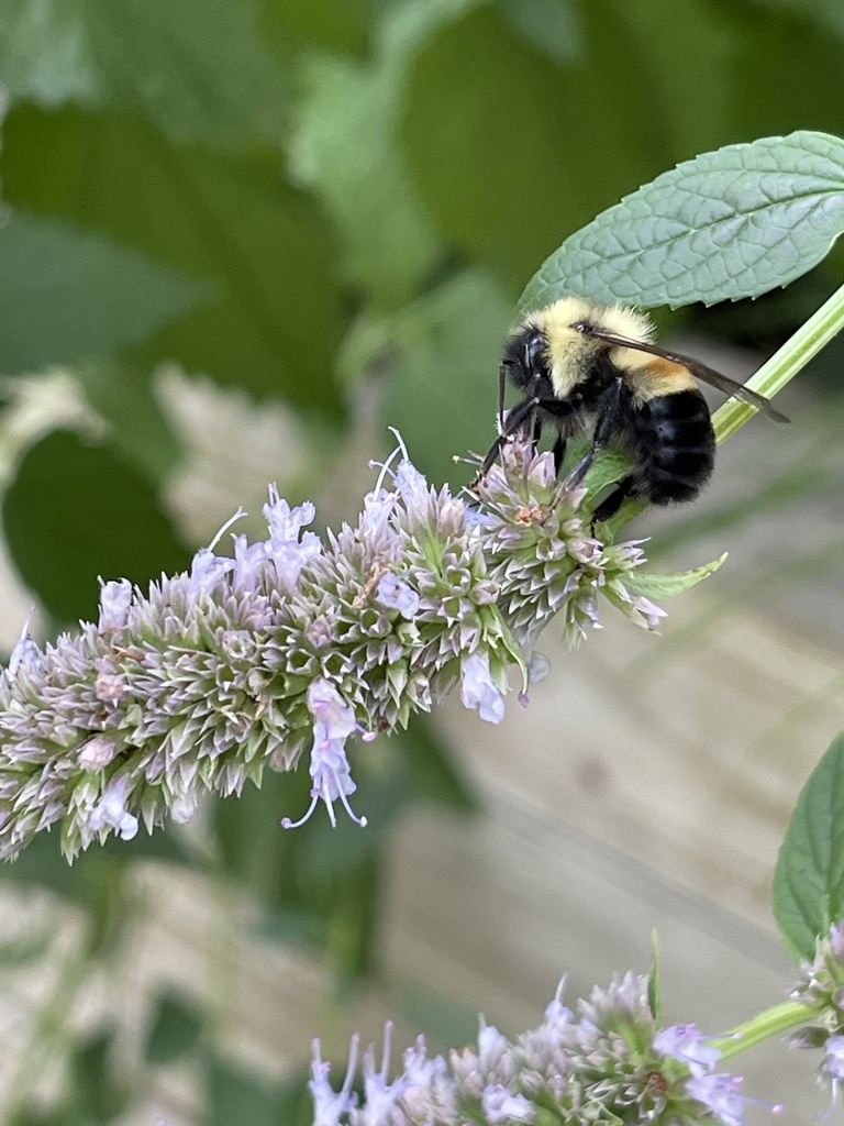 Rusty-patched Bumble Bee in August 2022 by salyjo · iNaturalist