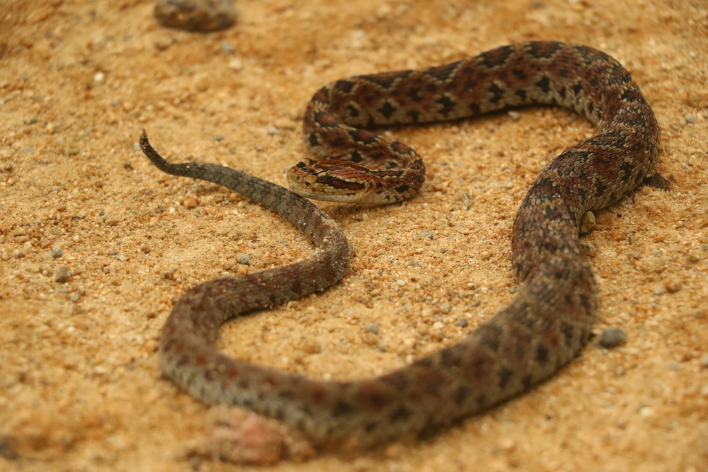 Guerreran Long-tailed Rattlesnake from Tecpán de Galeana, Guerrero ...