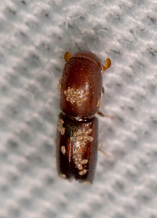 Monarthrum mali from Lee County, IA, USA on August 13, 2022 at 09:07 PM ...