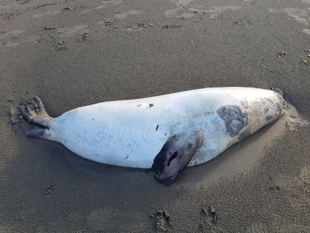 Pinnipeds from Manly, Auckland 0930, New Zealand on August 20, 2022 at ...