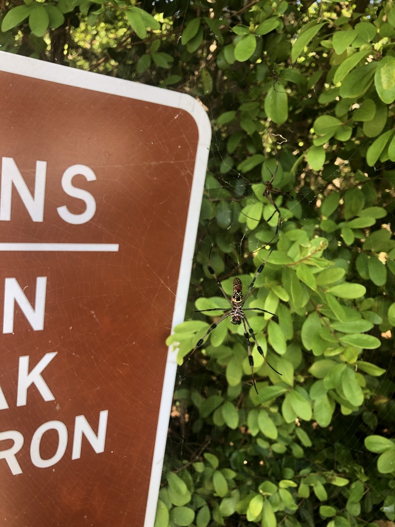 Golden Silk Spider from Hugh Taylor Birch State Park, Fort Lauderdale ...
