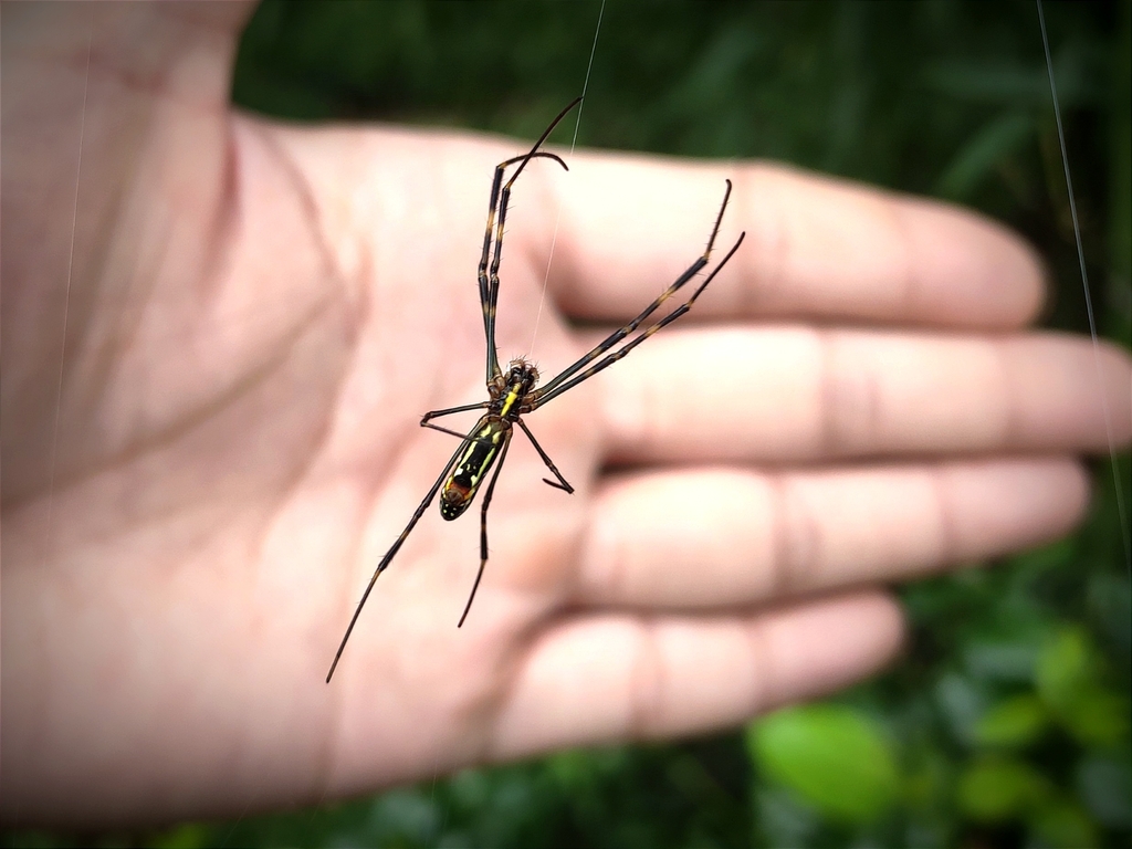 Joro Spider from Hangzhou, CN-ZJ, CN on August 29, 2020 at 02:23 PM by ...