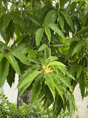 Photo 223887446, (c) Nelson Chiu, all rights reserved, uploaded by ...