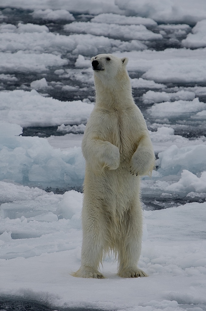 Polar Bear on August 15, 2022 at 11:23 AM by kwright. Young male on ...