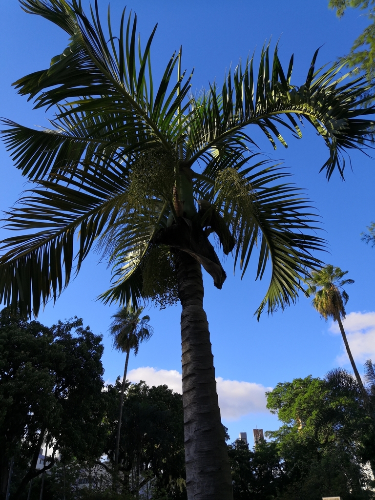 Spindle Palm in August 2022 by Nelson Chiu · iNaturalist