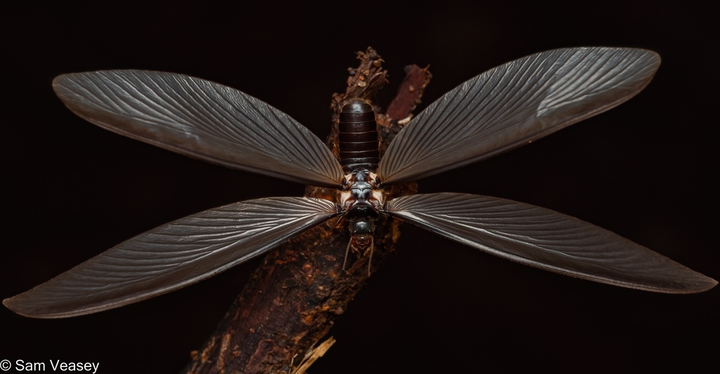 Odontotermes from Lewa Wildlife Conservancy, Buuri, Meru, KE on August ...