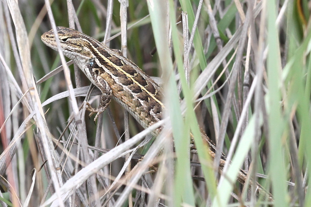 Slevin’s Bunch Grass Lizard in July 2015 by Jay L. Keller · iNaturalist
