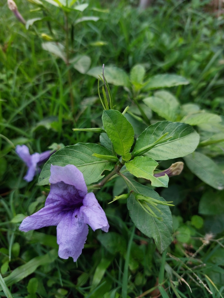 popping pod from J39C+VRR, Duwagadhi 57200, Nepal on April 03, 2022 at ...