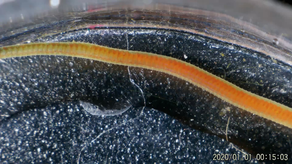 Lumbriculus from 76640 Foucart, France on August 19, 2022 at 02:52 PM ...