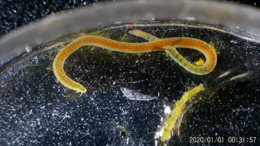 Lumbriculus from 76640 Foucart, France on August 19, 2022 at 02:52 PM ...
