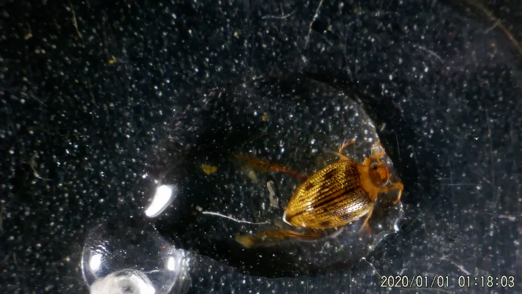 Haliplus from 76640 Foucart, France on August 19, 2022 at 02:52 PM by ...