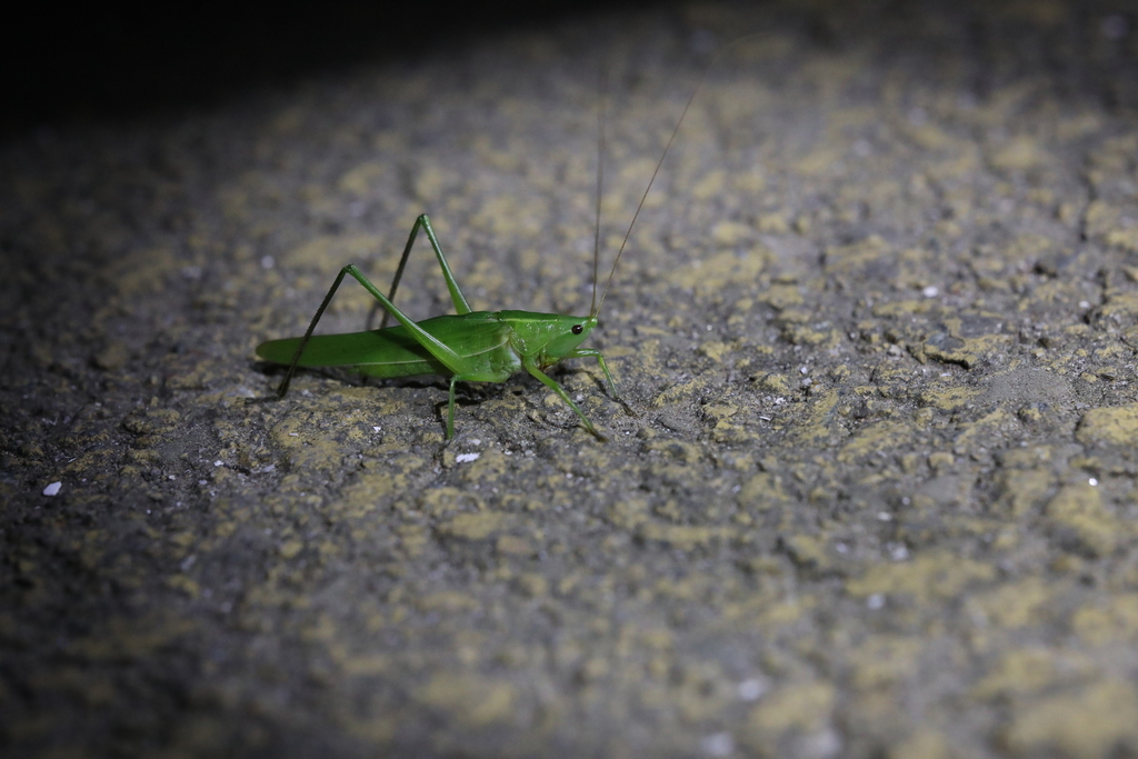 Ruspolia lineosa from 清华大学 on August 20, 2022 at 08:48 PM by 寒月米狼 ...