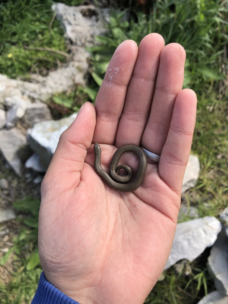 Common Slug-eater from Albertyn Street, Kleinmond, WC, ZA on August 20 ...