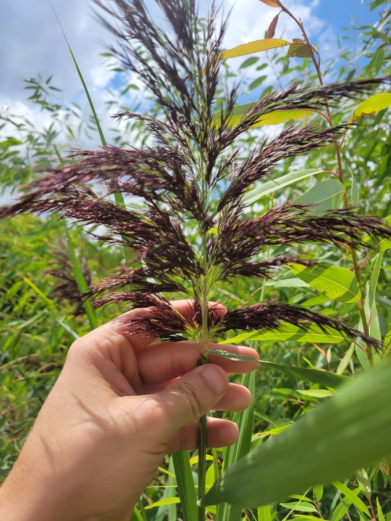 European reed from New Market, Elko New Market, MN, USA on August 20 ...