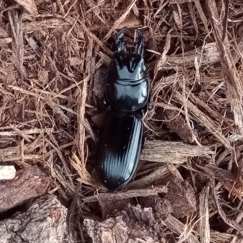Big-headed Ground Beetle from Deer Creek, Indianapolis, IN 46254, USA ...